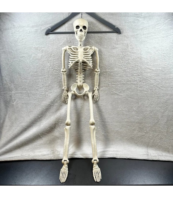 Esqueleto De Anciloterio Modelo 3d Esqueleto De Hormiguero